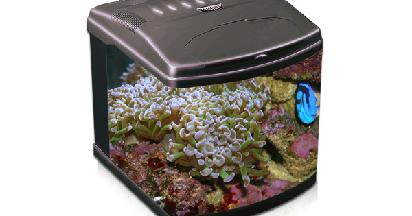 Aquarium Evolution 1 - akvariumas