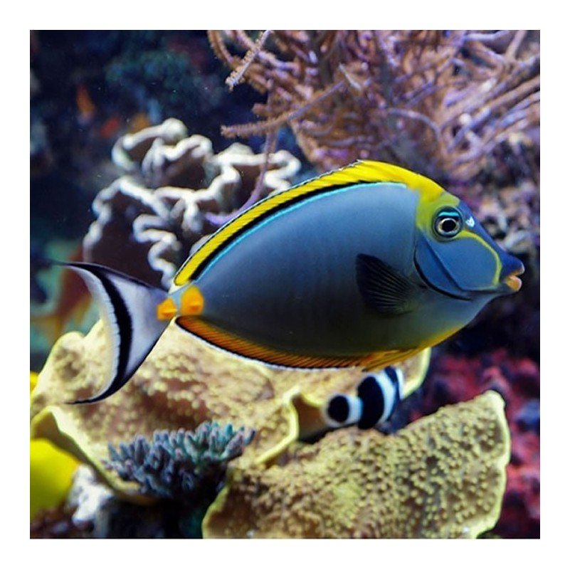 Naso Tang Blonde Naso Tang (Naso Elegans)