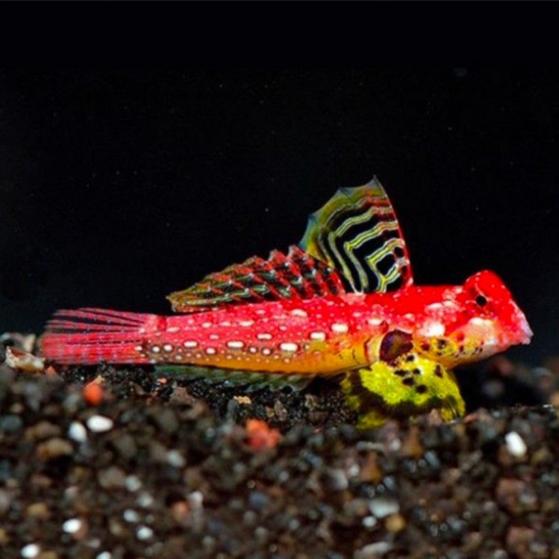 Synchiropus Sycorax - Ruby Red Dragonet